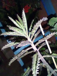 Gabriel Rocha | PSX-Place